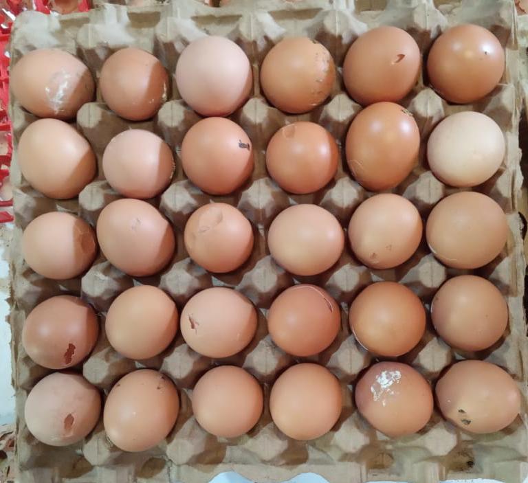 Home [telur-ayam.com]